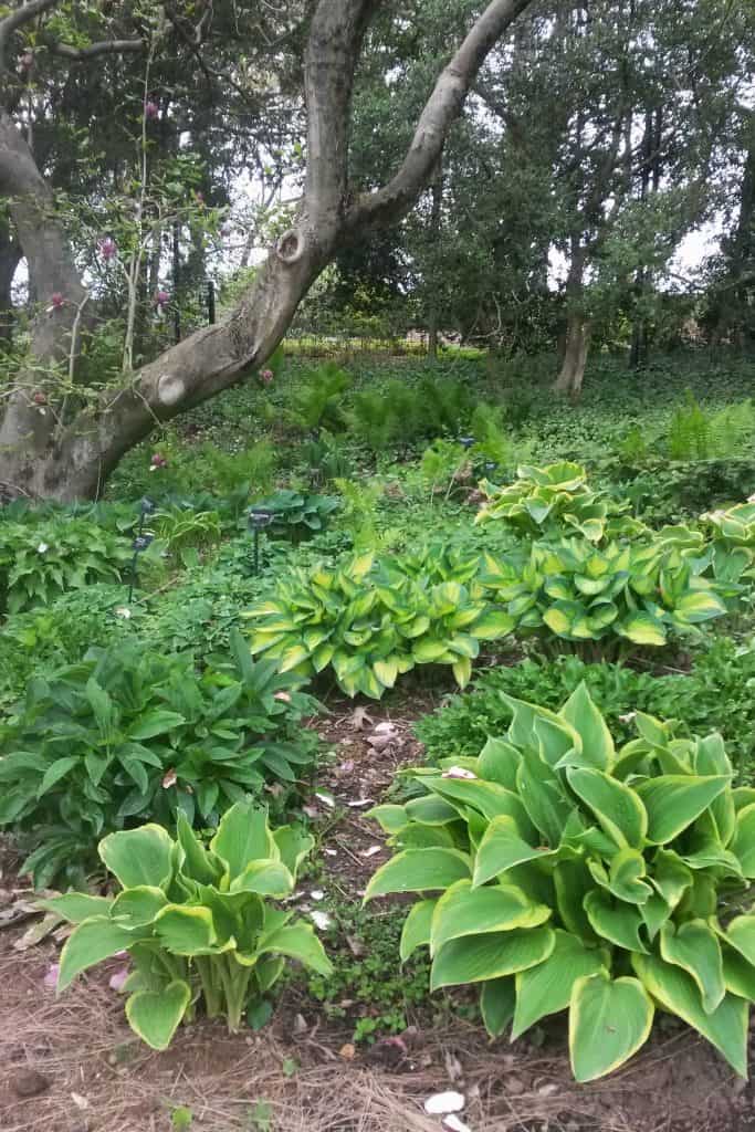 Spring in Philadelphia’s Garden District: Visiting Morris Arboretum and ...
